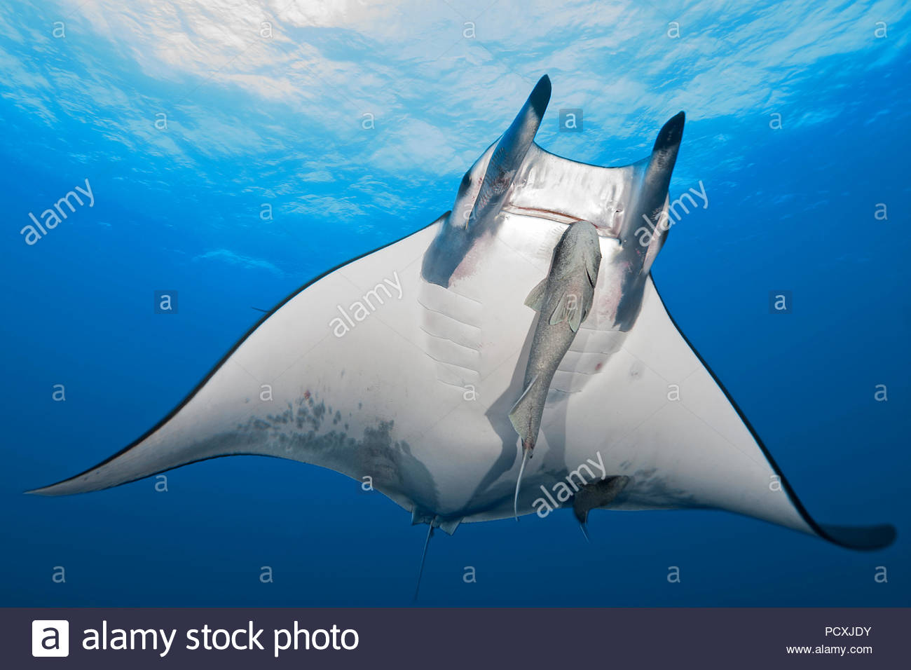 Ray Stock Photos & Ray Stock Images - Alamy