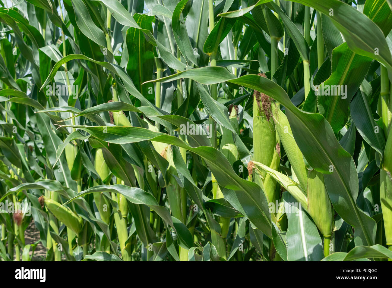Green corn on the field almost ready for harvesting Stock Photo - Alamy