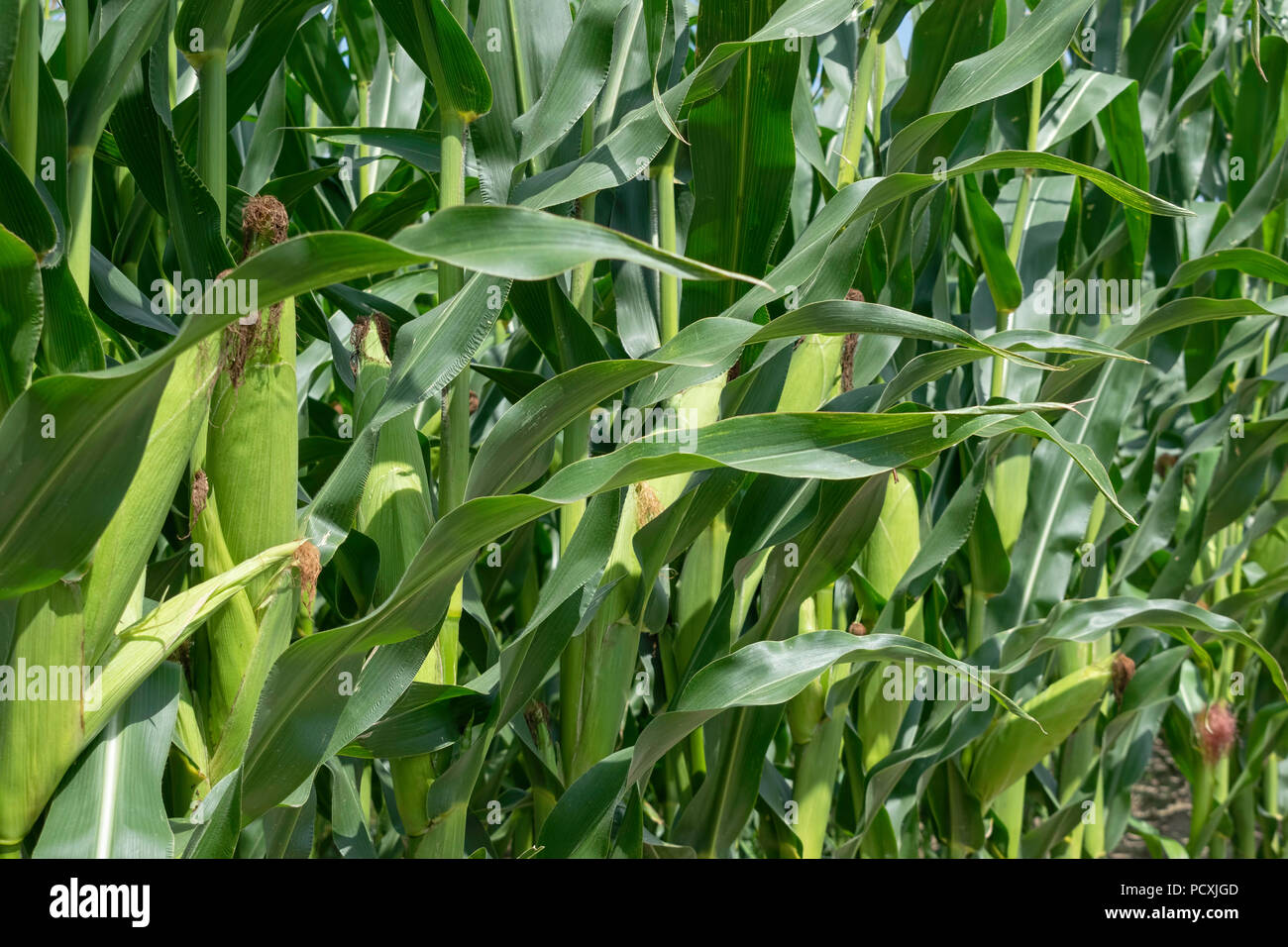 Green corn on the field almost ready for harvesting Stock Photo - Alamy