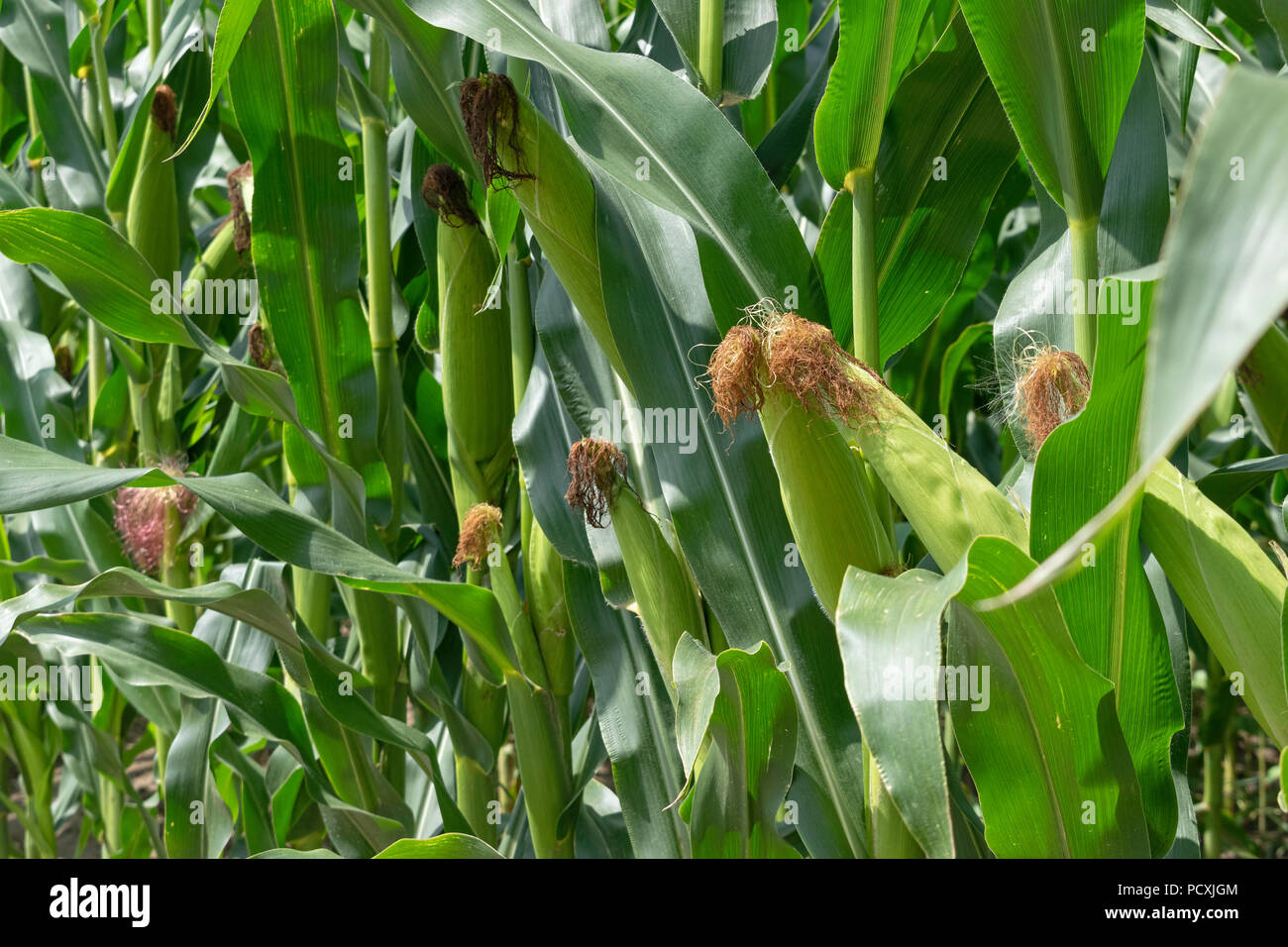 Green corn on the field almost ready for harvesting Stock Photo - Alamy