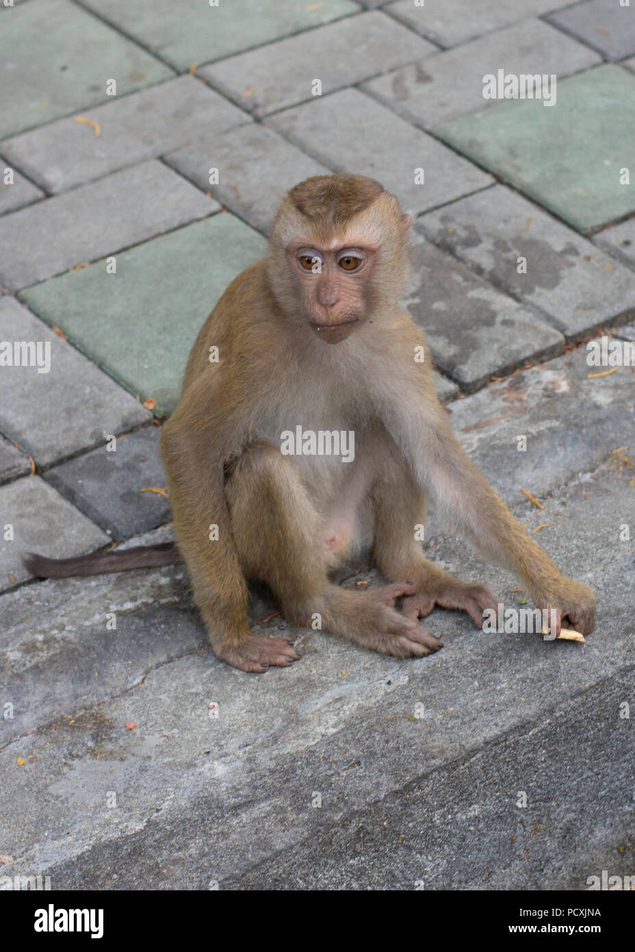 Monkley hi-res stock photography and images - Alamy