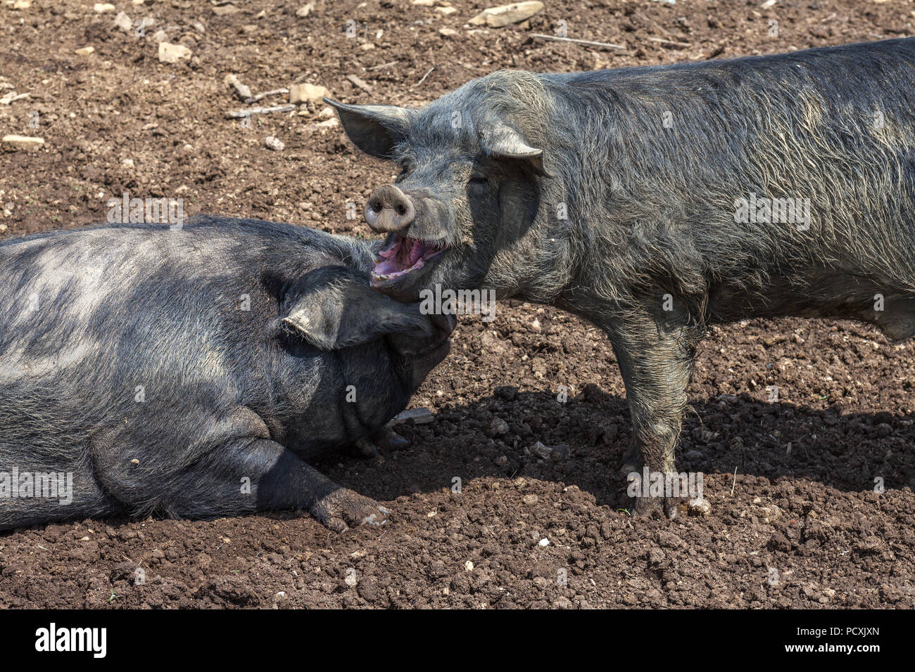Large Black Pig Stock Photos & Large Black Pig Stock Images - Alamy