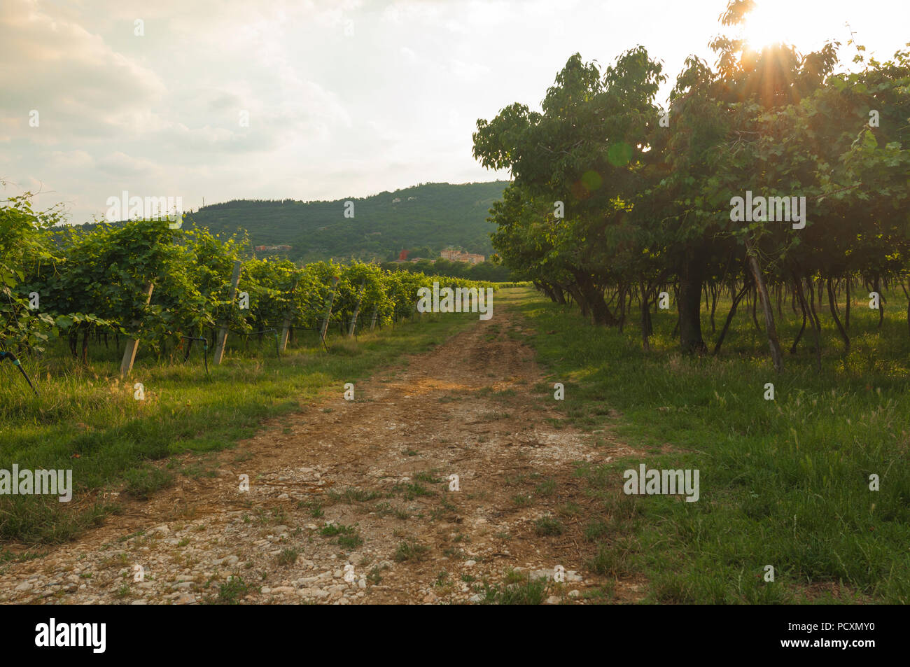 Valpolicella wine italy hi-res stock photography and images - Alamy