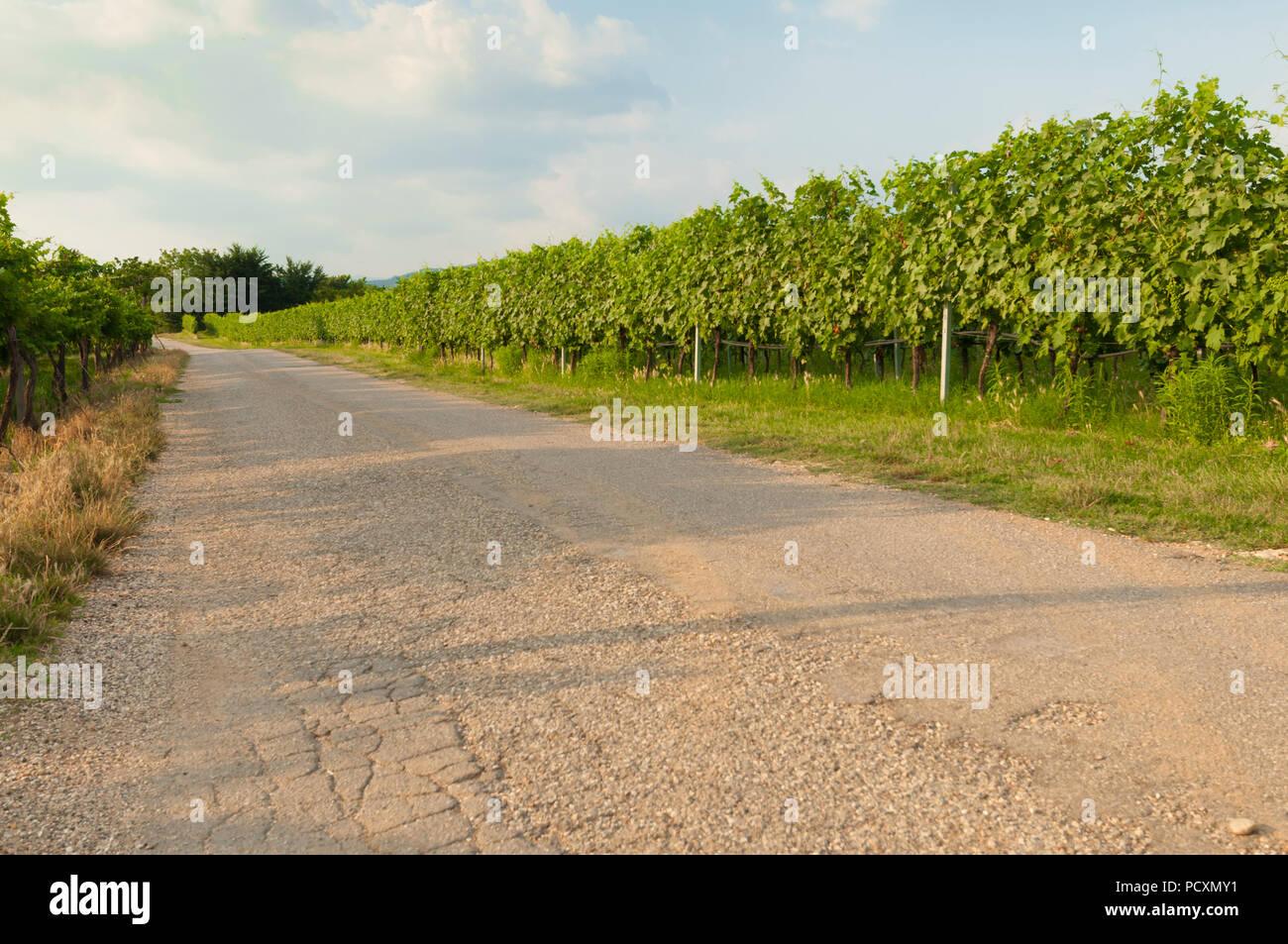 Landscape of vineyards in the Valpolicella area, Veneto Italy Stock ...