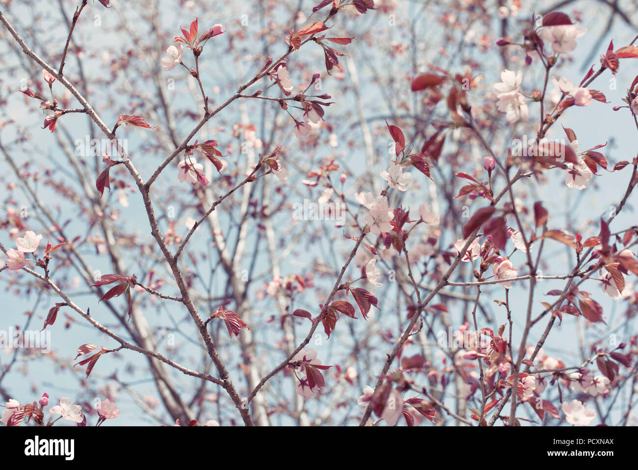 Beautiful branches with flowers on the background of the sky. Natural ...