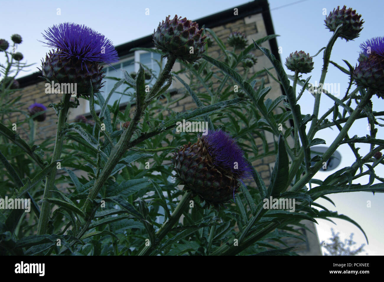 Wild blue thistles hi-res stock photography and images - Alamy