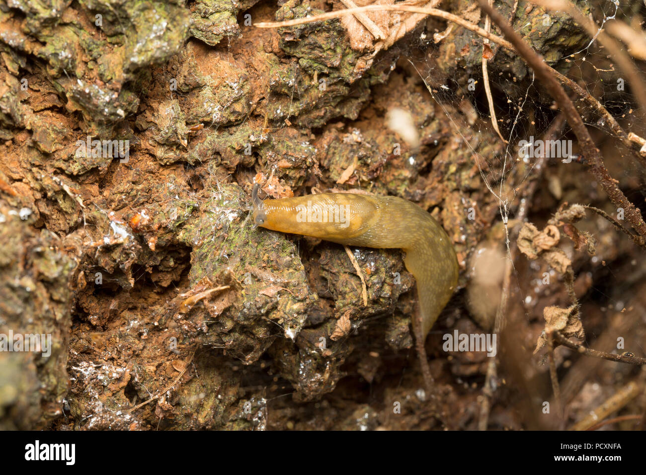 A yellow slug, Limax flavus, photograped at night crawling on an elm ...