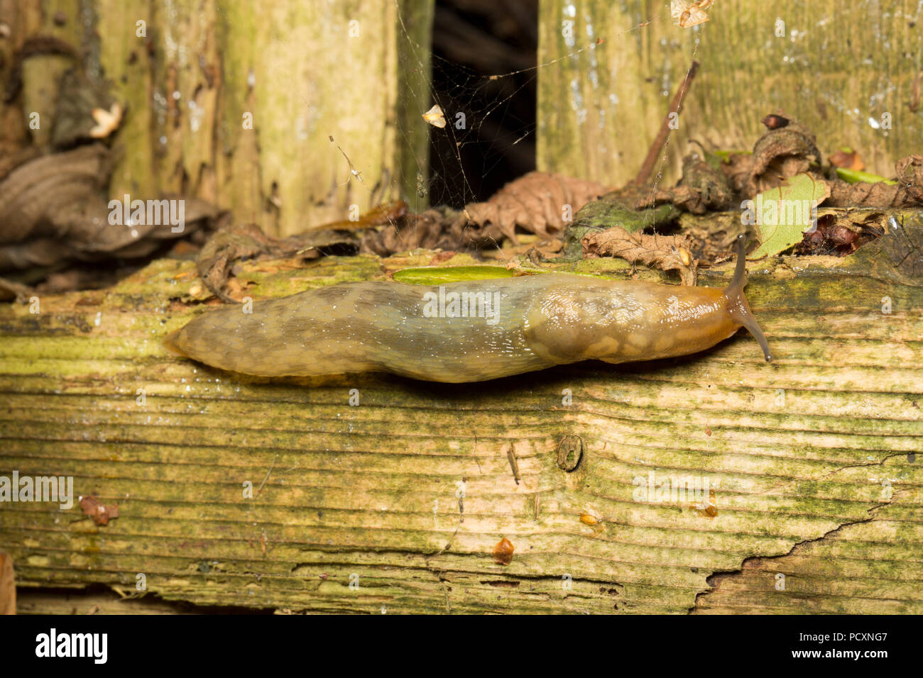 Yellow slug hi-res stock photography and images - Alamy