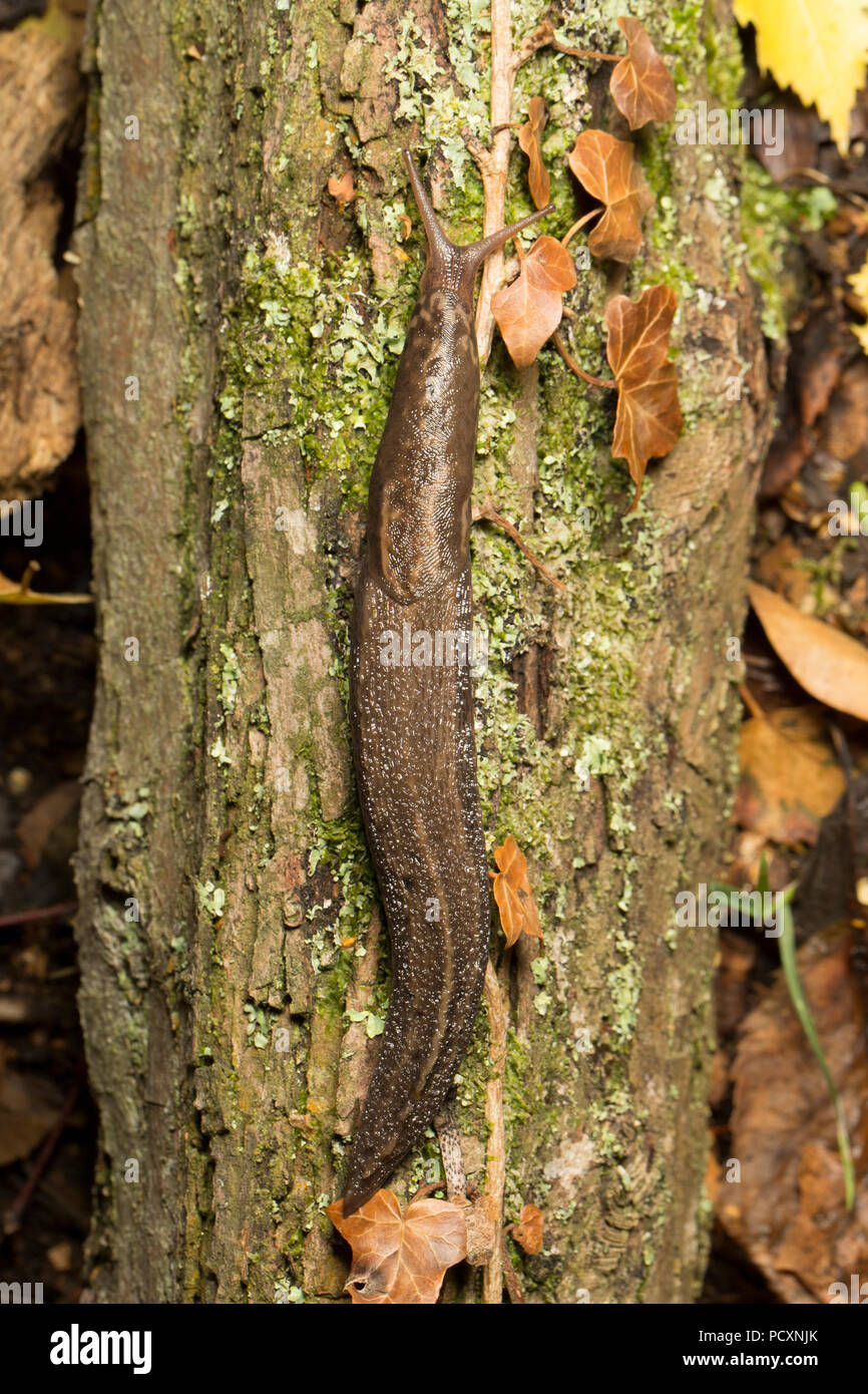 Tree slug hi-res stock photography and images - Alamy