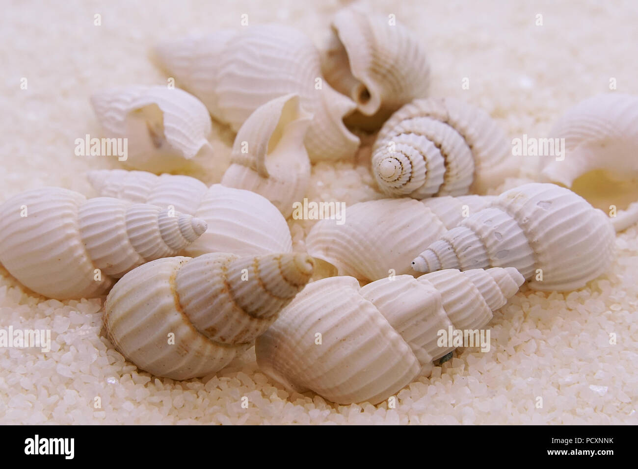 Close up sea shells on the beach Stock Photo - Alamy