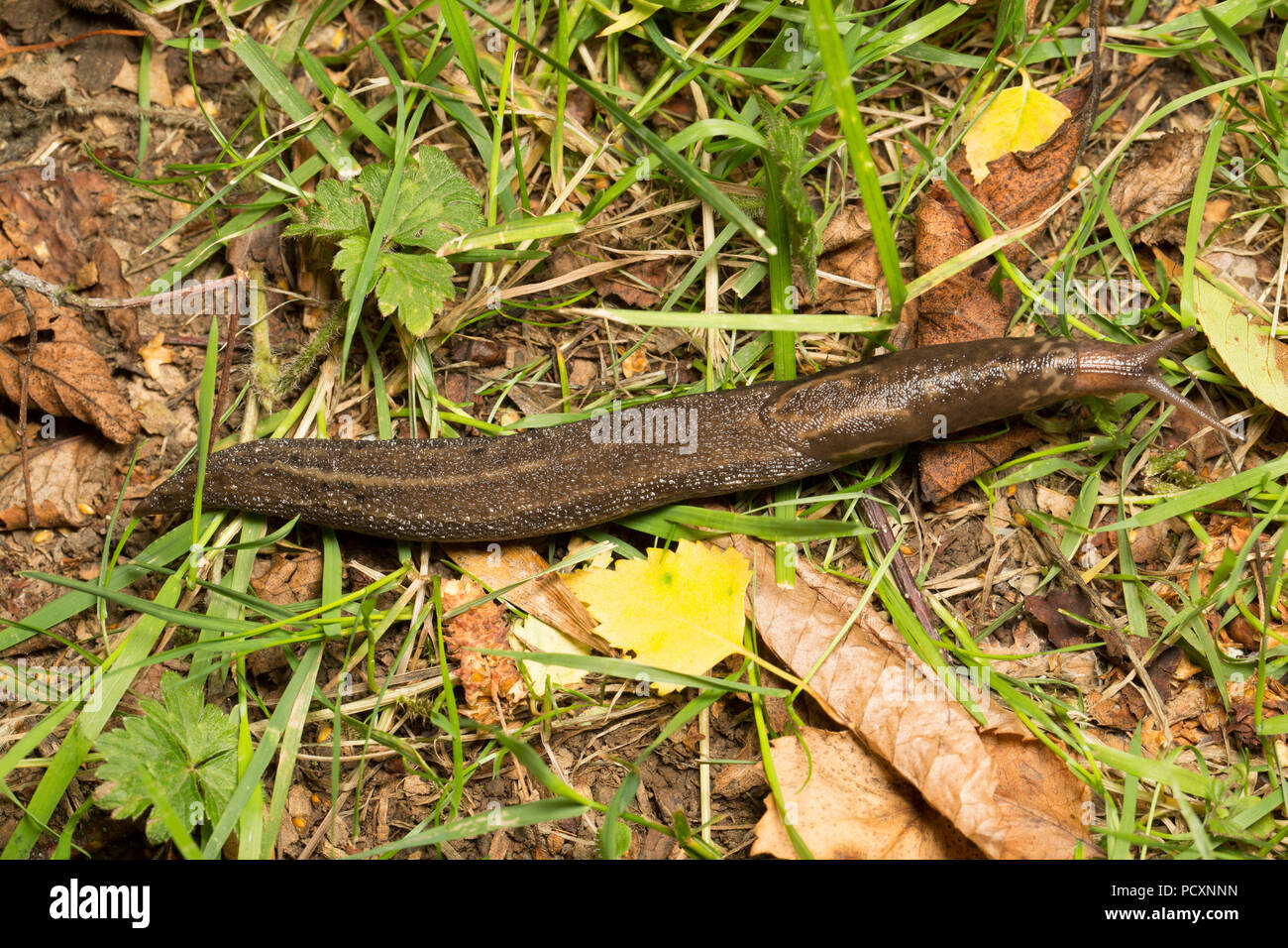 Spotted Leopard Slug Stock Photos & Spotted Leopard Slug Stock Images ...