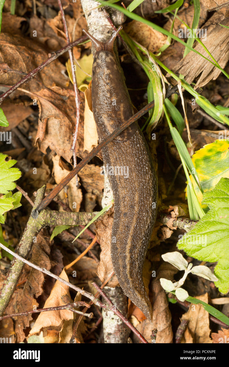 Spotted leopard slug hi-res stock photography and images - Alamy