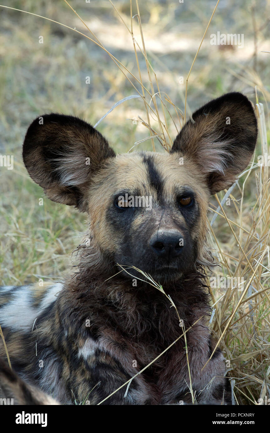 Wild dog (Lycaon pictus) portrait Stock Photo - Alamy