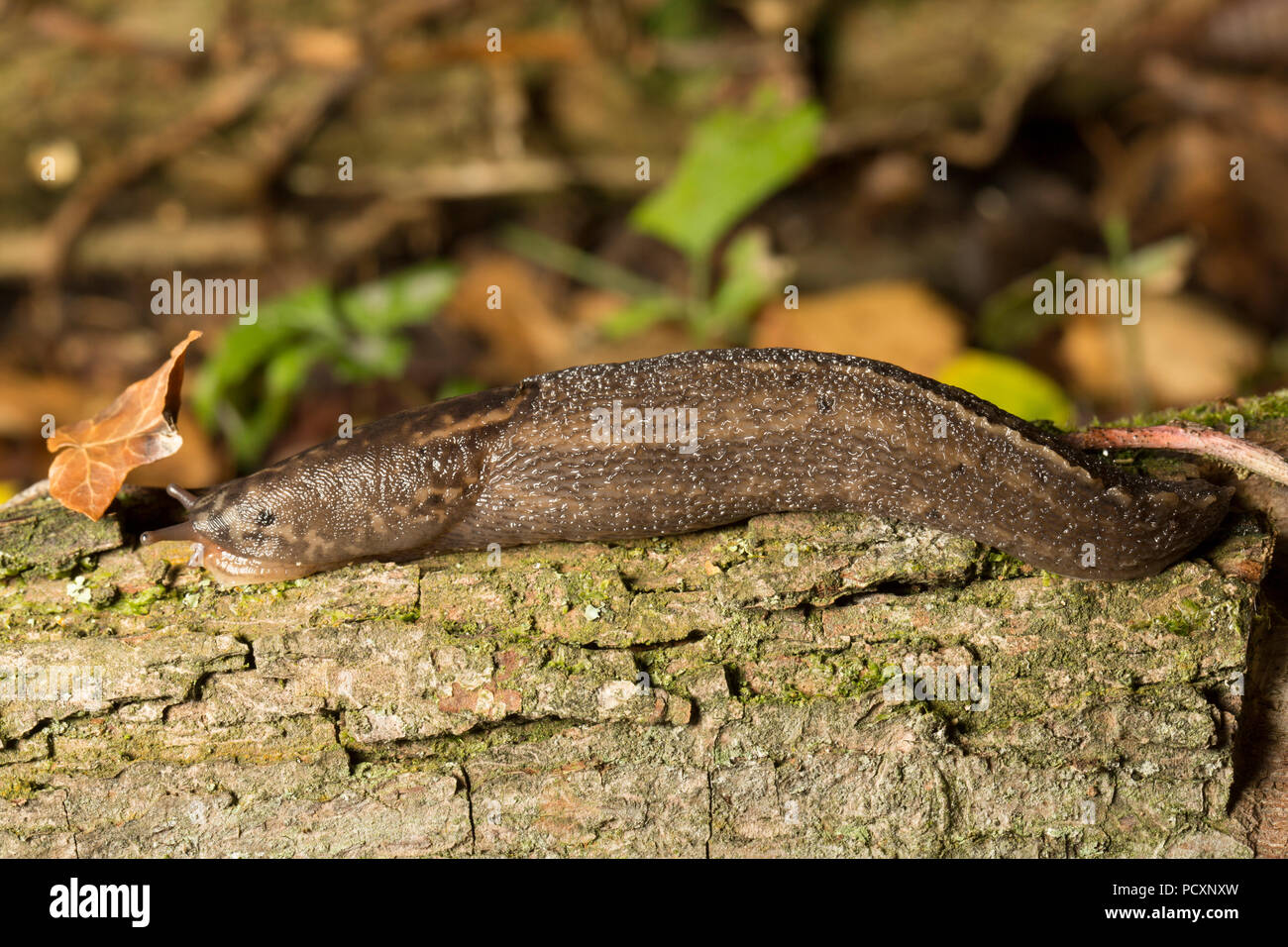 Log pile in garden wildlife hi-res stock photography and images - Alamy
