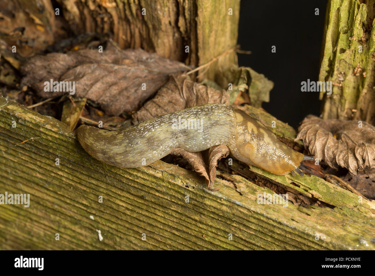 A yellow slug, Limax flavus, photograped at night crawling on a rotten ...