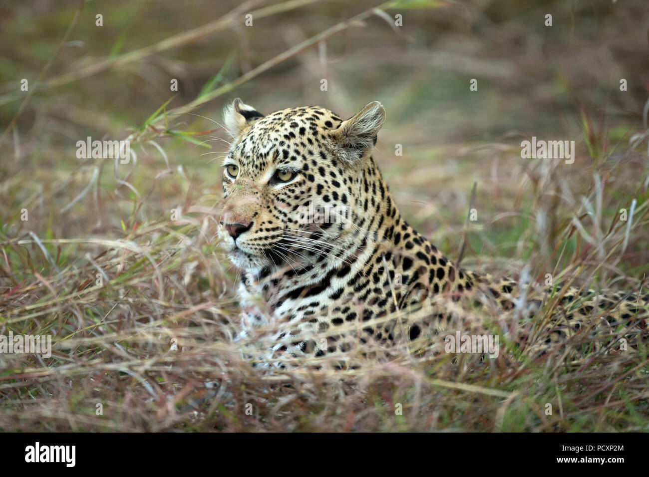 Leopard (Panthera pardus pardus) portrait Stock Photo - Alamy