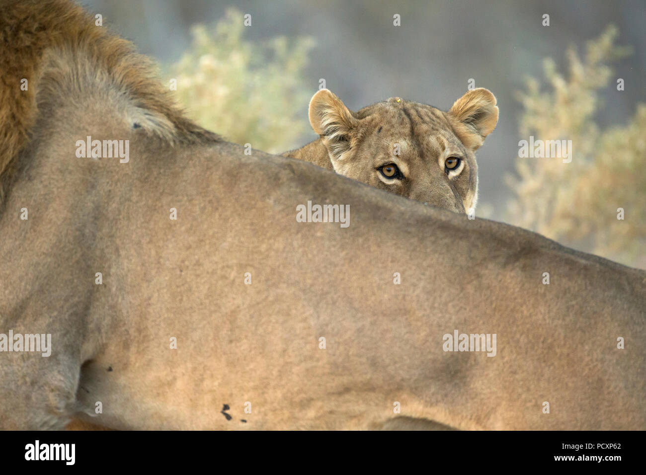 Lions, (Panthera leo) couple during mating Stock Photo - Alamy