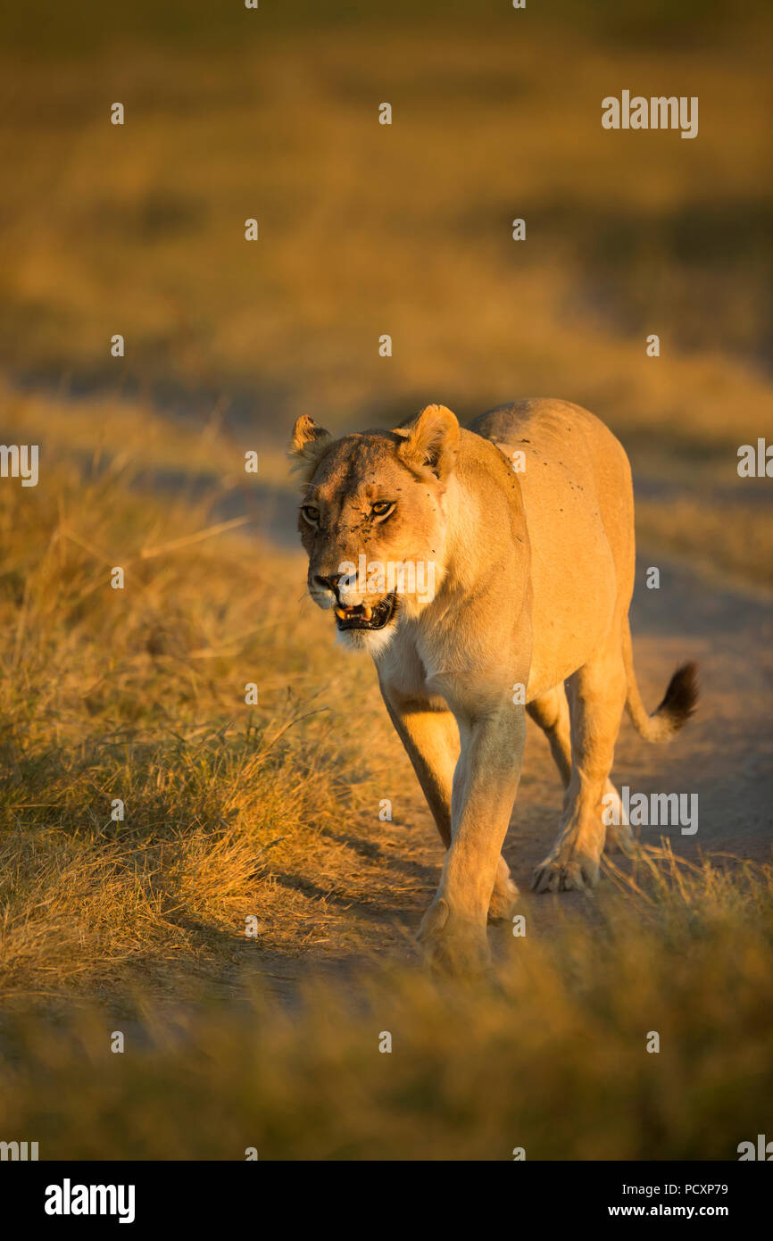Lioness sunset hi-res stock photography and images - Alamy