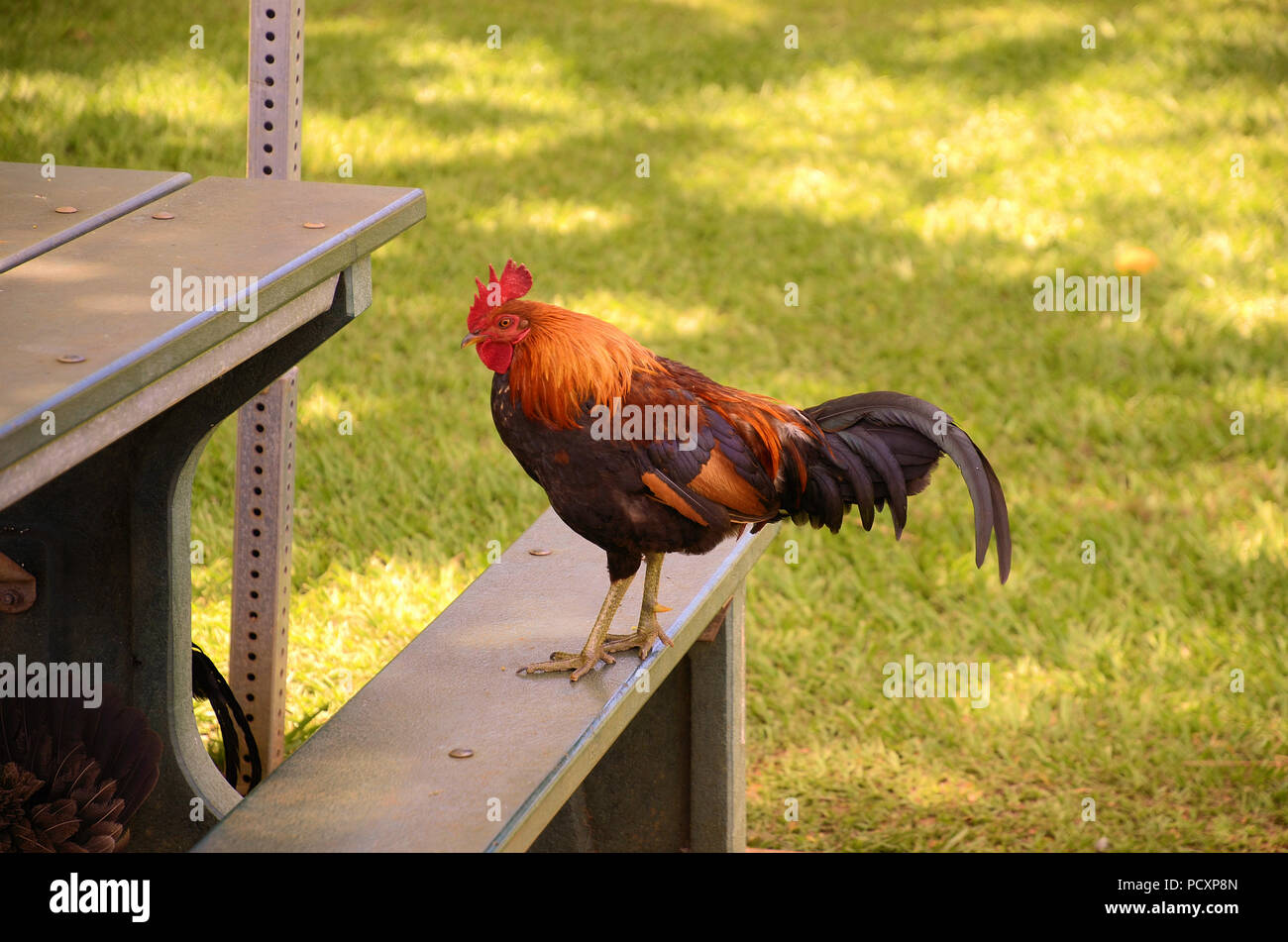 Feral rooster takes its place on a park bench in a rest area in Kauai ...