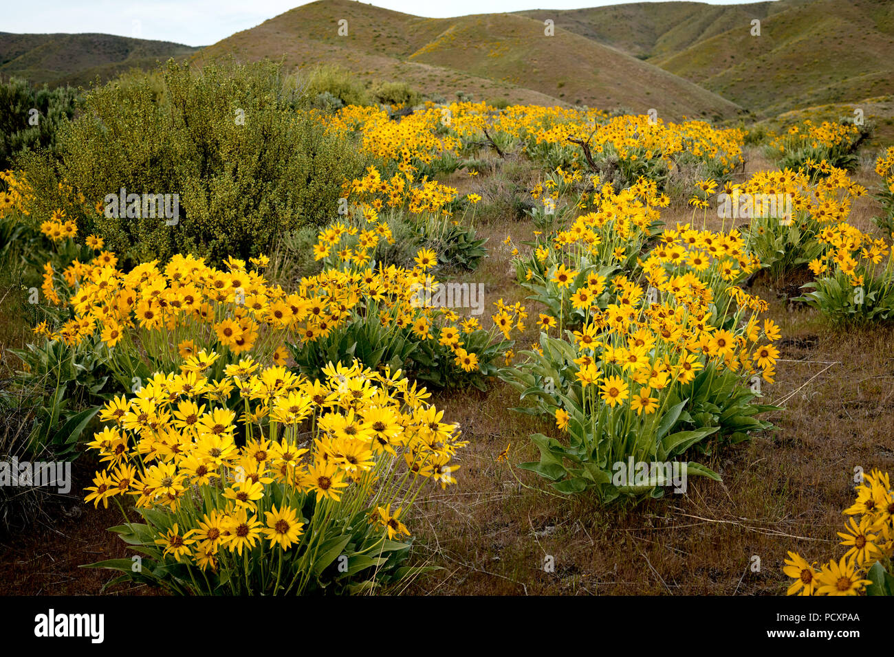 Yellow wild flowers grow in the hills above Boise Idaho in the spring ...
