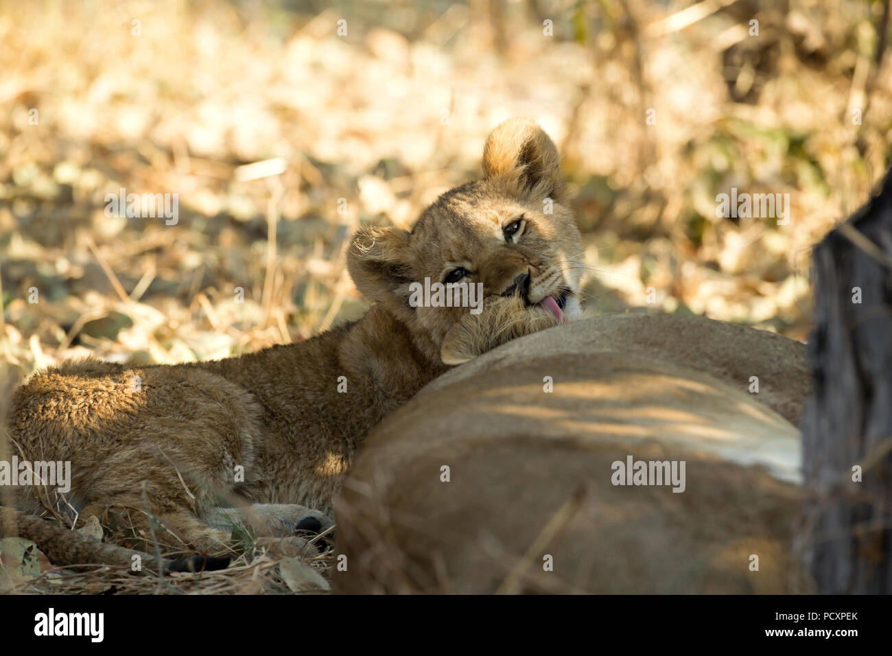 Lion cub (Leo panthera) cleaning adult Stock Photo - Alamy