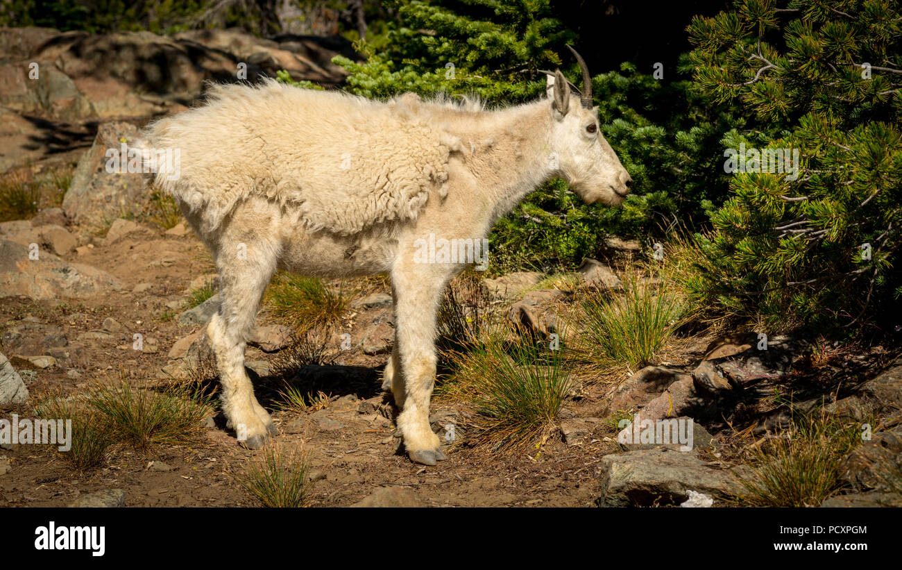 Mountain Goat shedding its winter coat in the wilderness Stock Photo ...