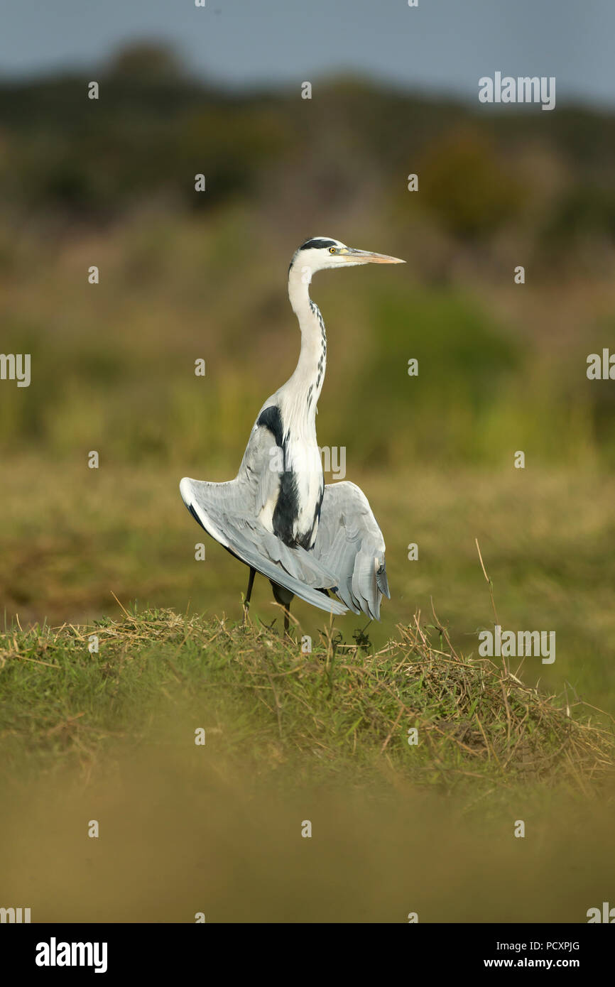 Heron sunning hi-res stock photography and images - Alamy