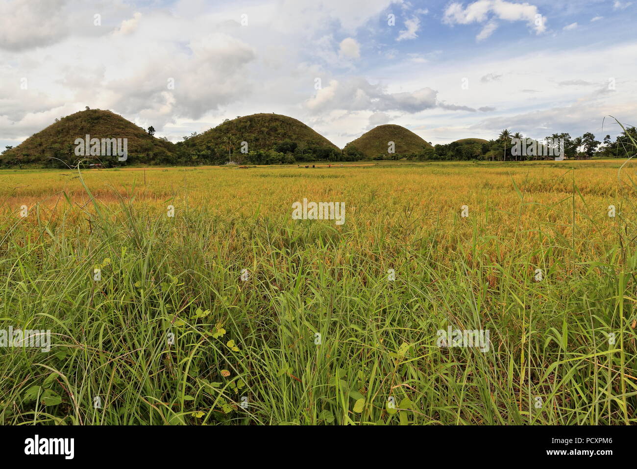 Conical karst topography hi-res stock photography and images - Alamy