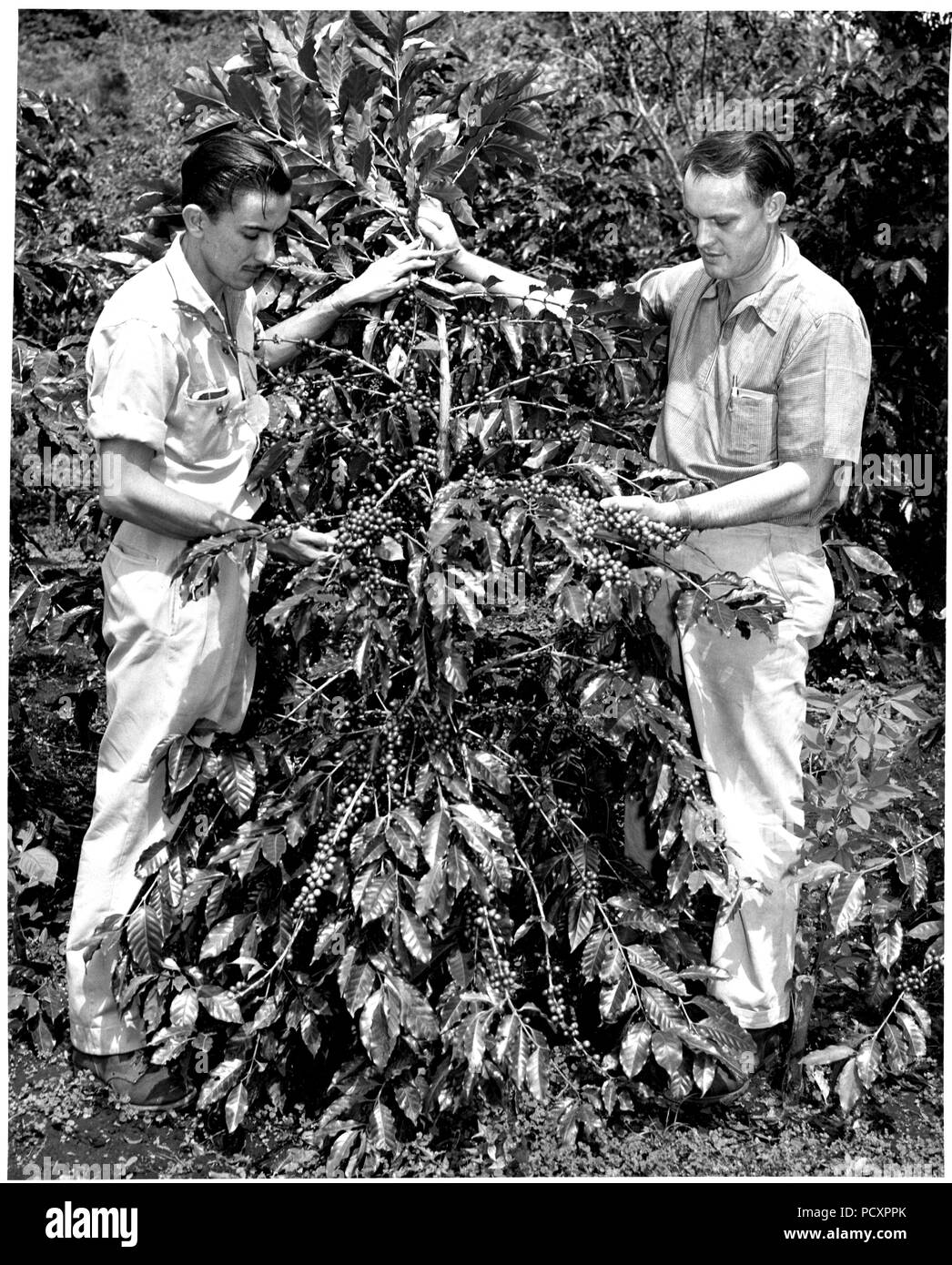 High yielding hi-res stock photography and images - Alamy