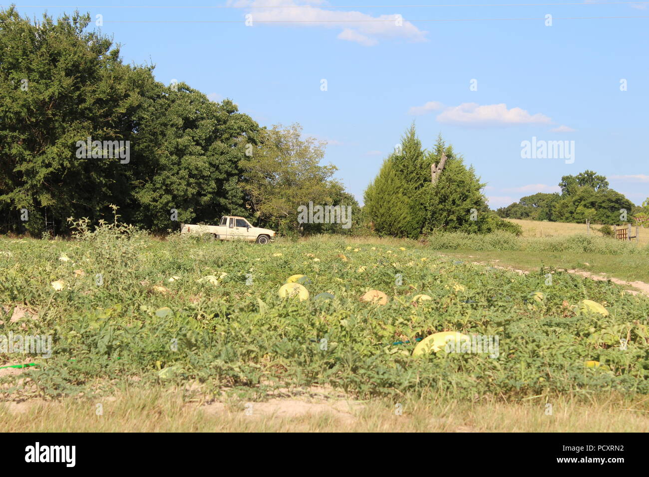 Watermelon Patch Scarecrow
