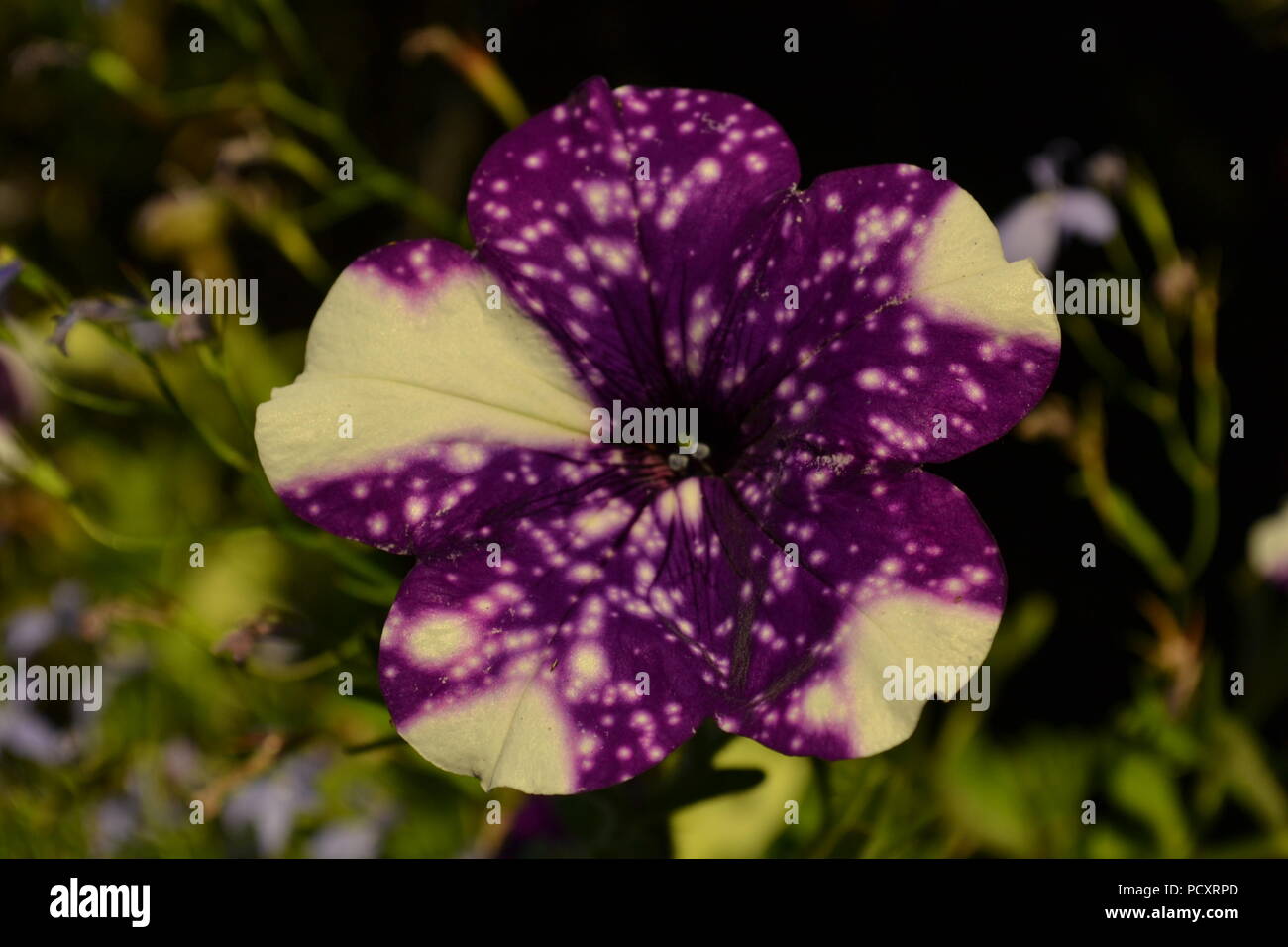 The secret life of trees hi-res stock photography and images - Alamy