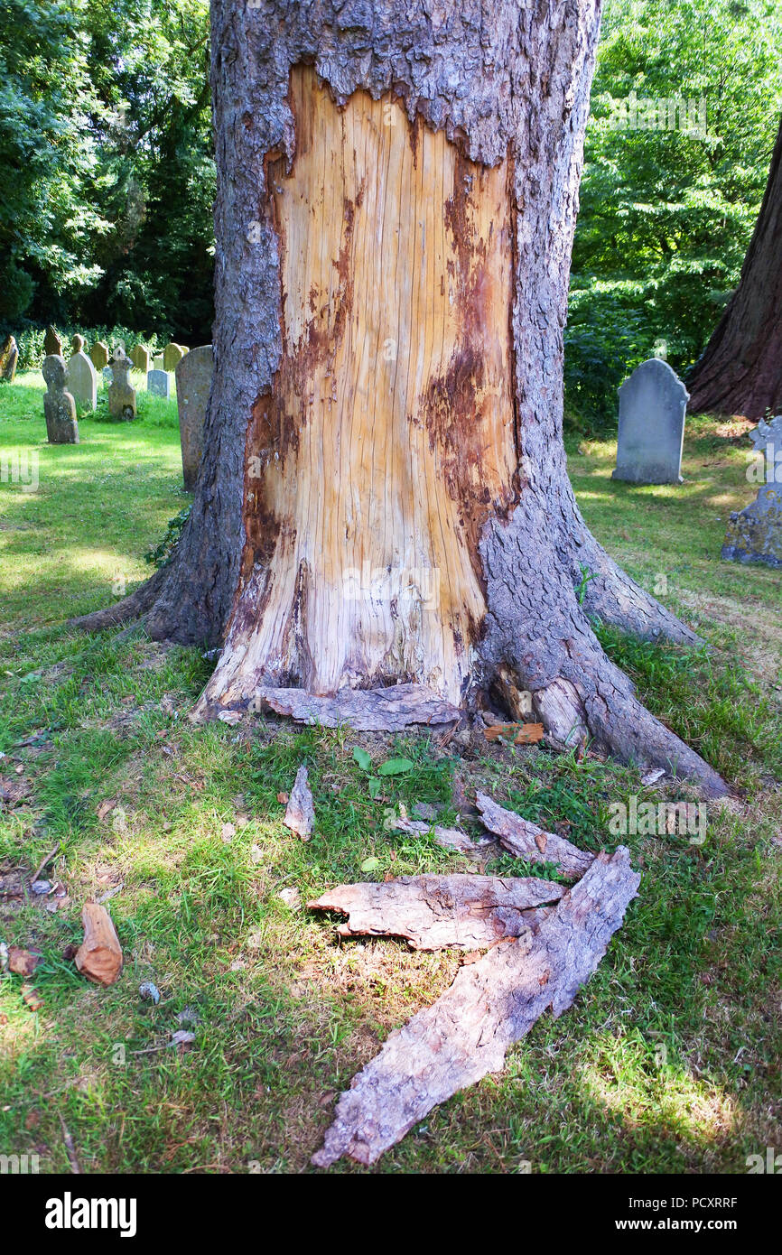 Deer damaged tree trunk hi-res stock photography and images - Alamy
