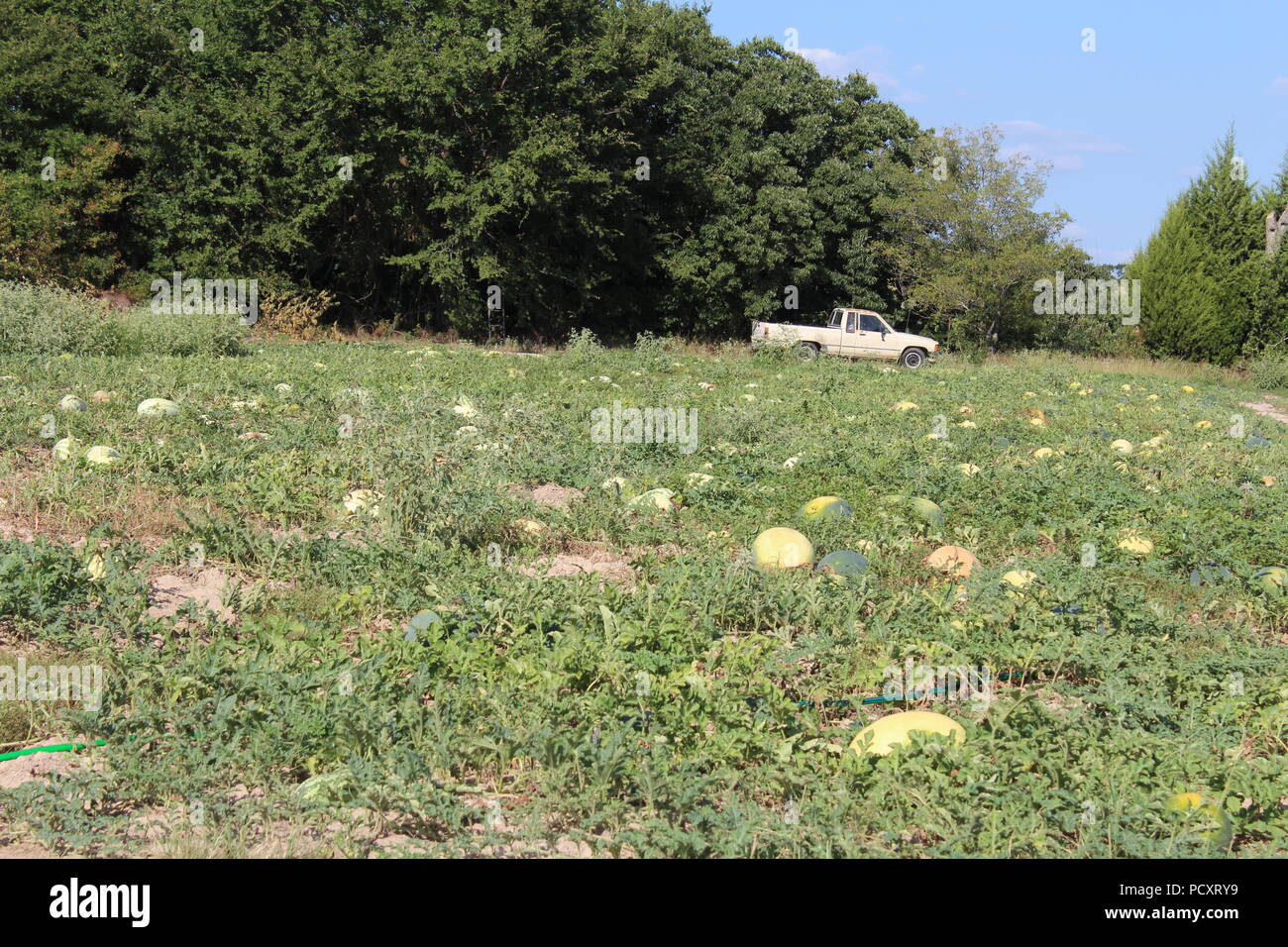 Watermelon patch hi-res stock photography and images - Alamy