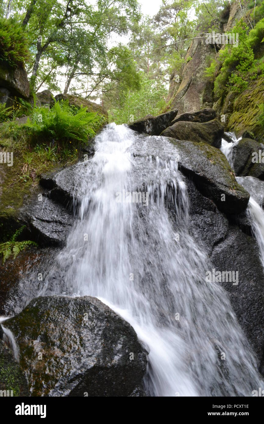 The secret life of trees hi-res stock photography and images - Alamy