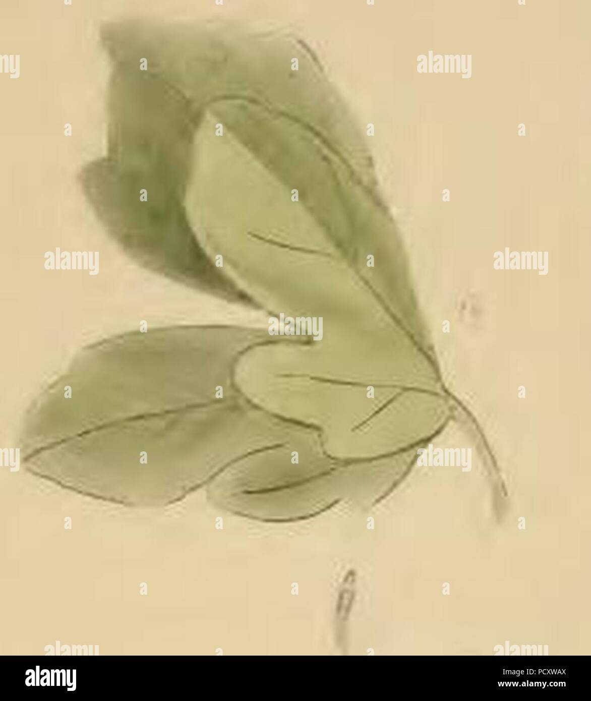 Leaf art reference hi-res stock photography and images - Alamy