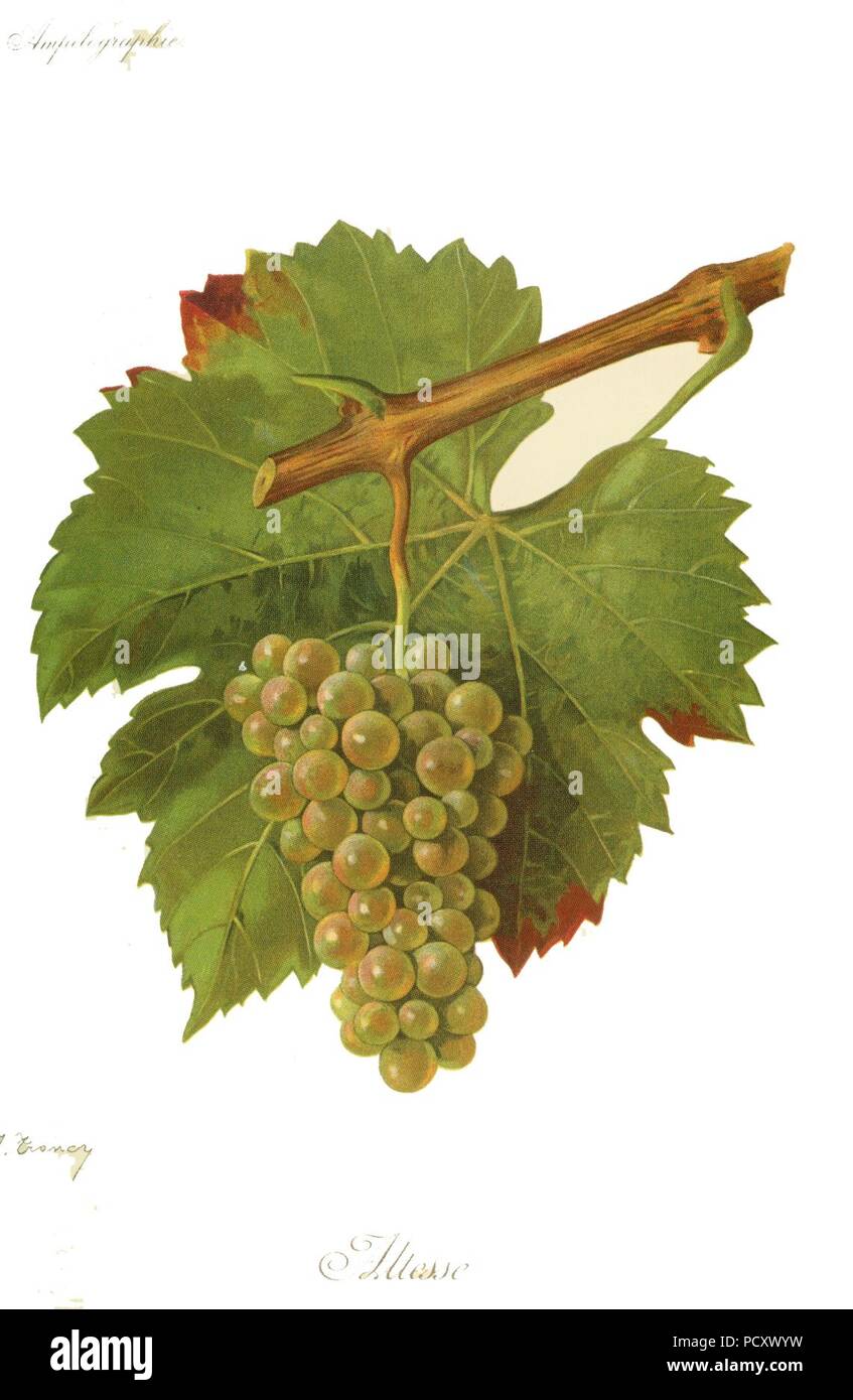 Altesse hi-res stock photography and images - Alamy