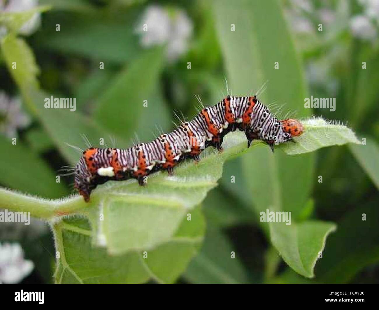 Alypia octomaculata larva Stock Photo - Alamy