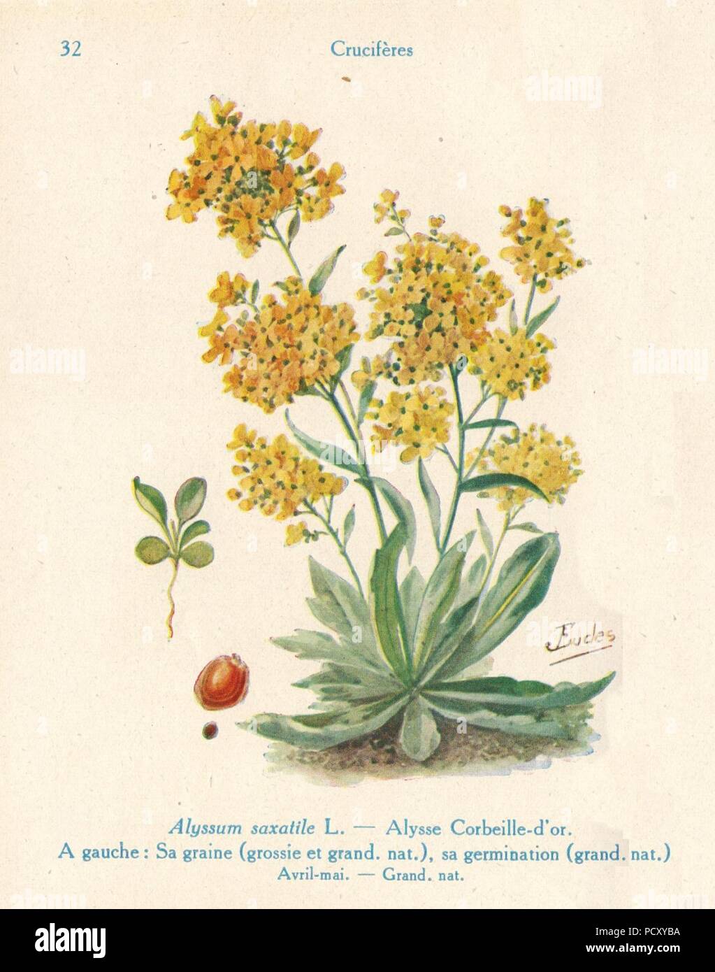 Alysse hi-res stock photography and images - Alamy