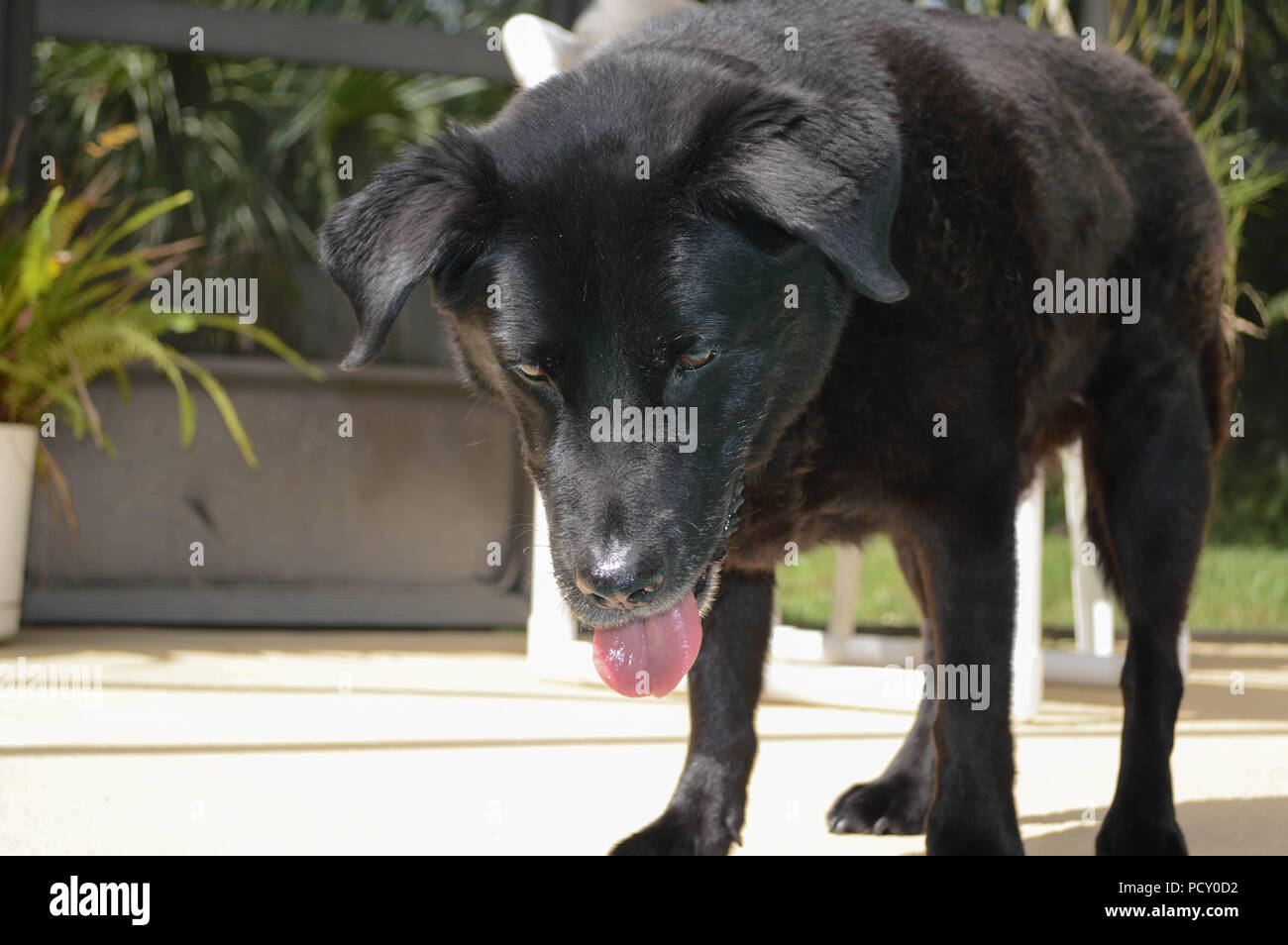 Black labrador retriever standing hi-res stock photography and images ...