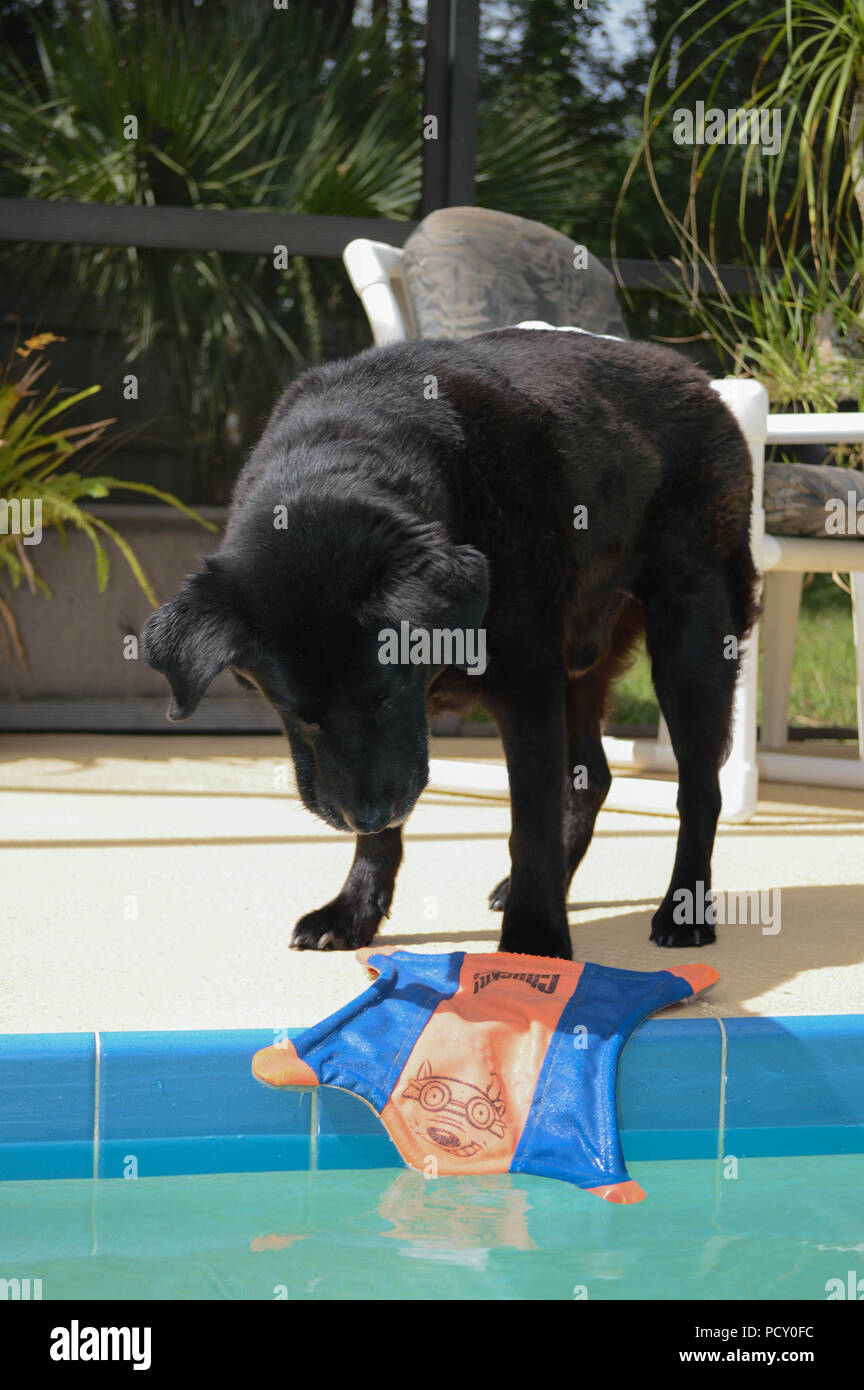 Black labrador retriever standing hi-res stock photography and images ...