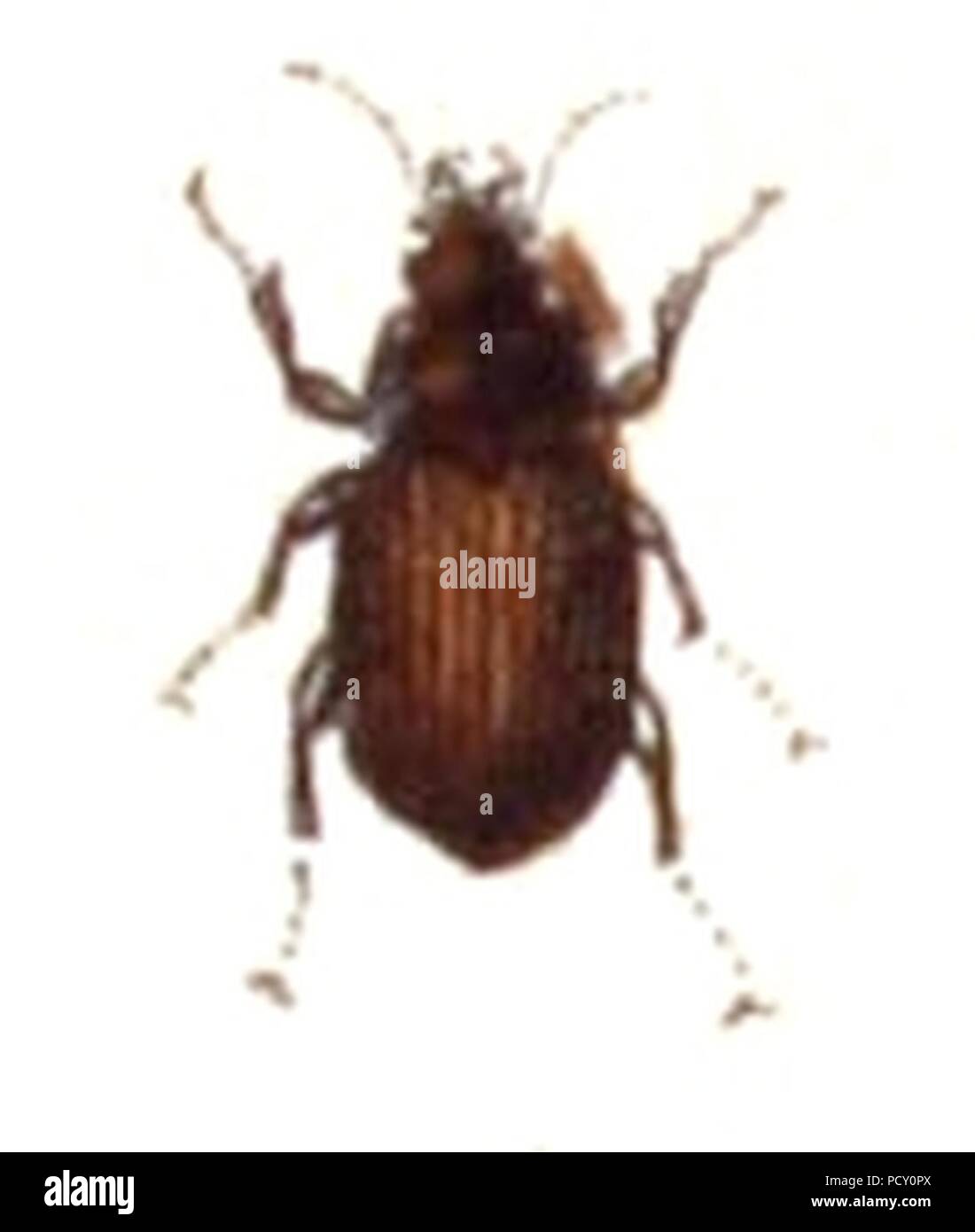 Amara communis hi-res stock photography and images - Alamy