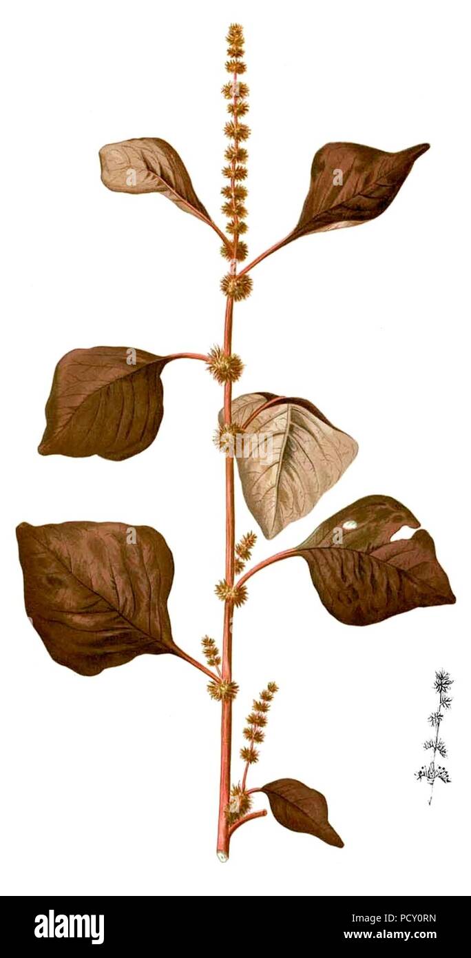 Amaranthus sp Blanco2.289-cropped Stock Photo - Alamy