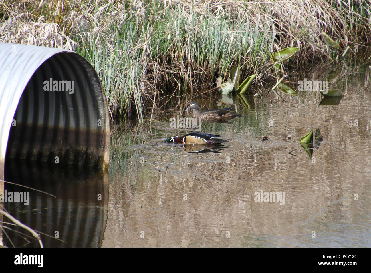 Culvert animal hi-res stock photography and images - Alamy