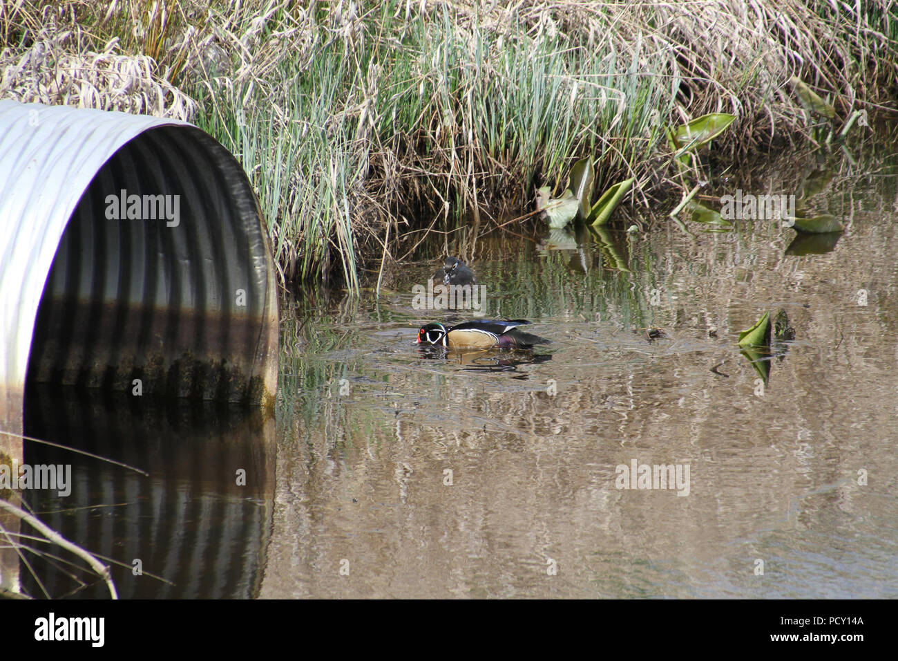 Culvert animal hi-res stock photography and images - Alamy