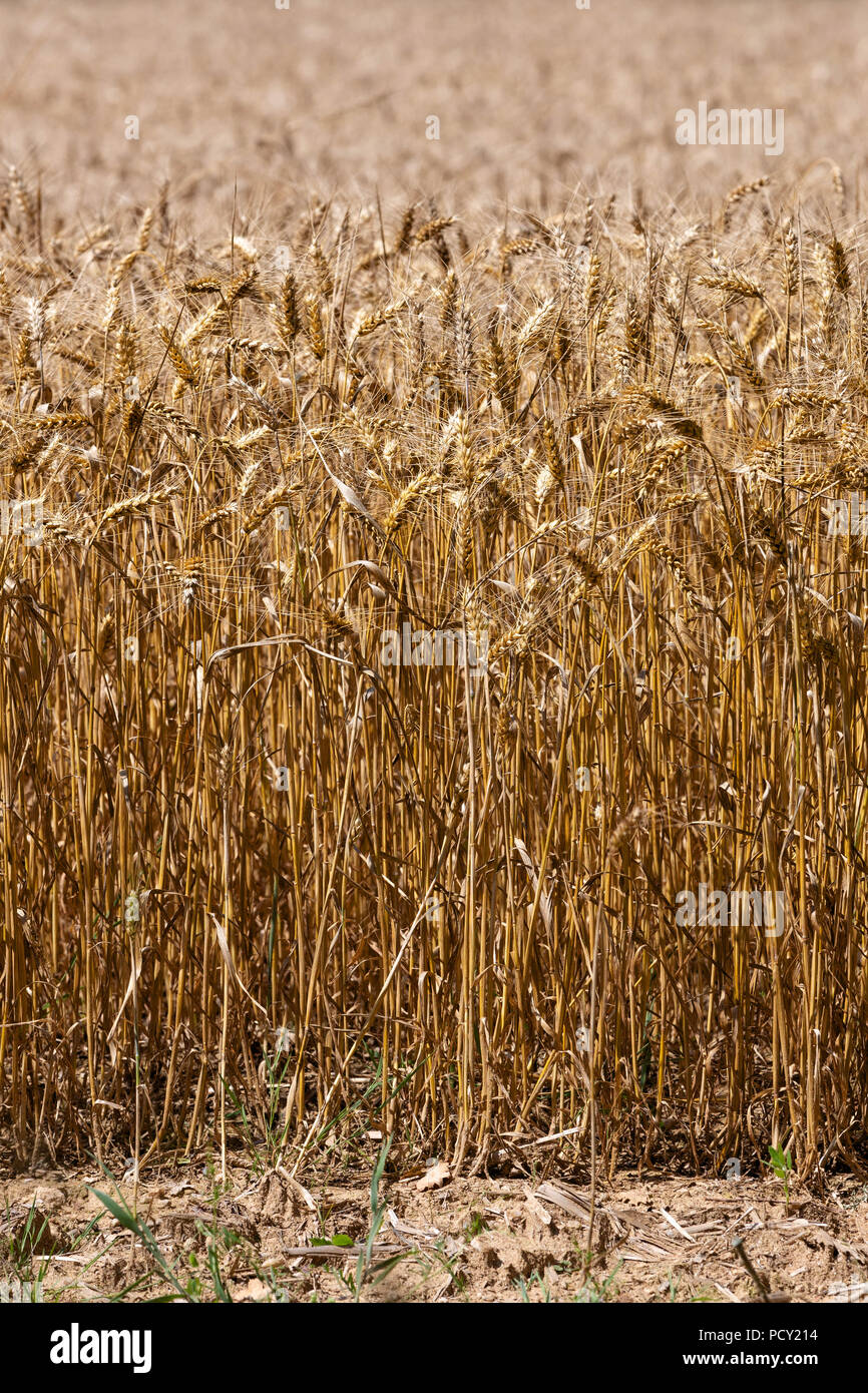 Side view of a ripe field of Wheat Stock Photo - Alamy