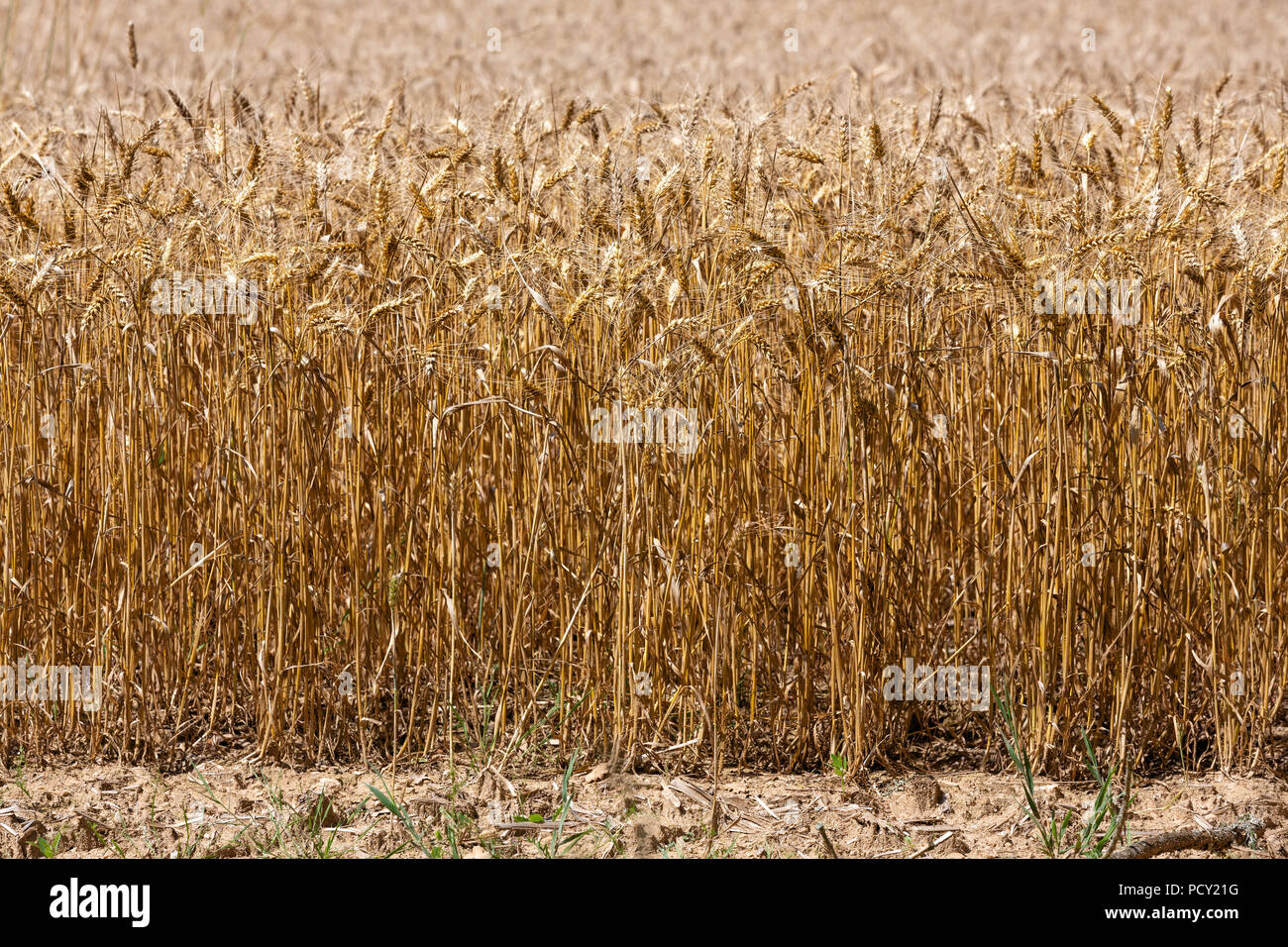 Side view of a ripe field of Wheat Stock Photo - Alamy