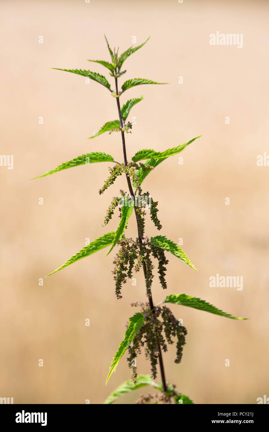 Flowering female Stinging Nettle plant against a bright blurry brown ...