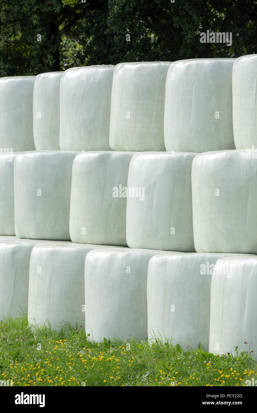 Stacked round silage bales wrapped in white film to be used later for ...