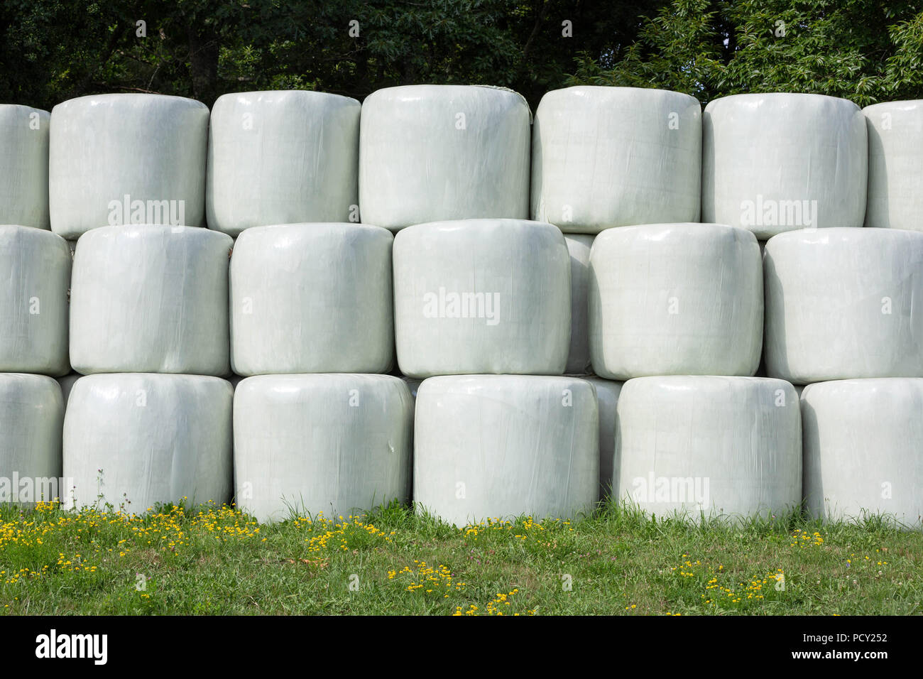 Stacked round silage bales wrapped in white film to be used later for ...