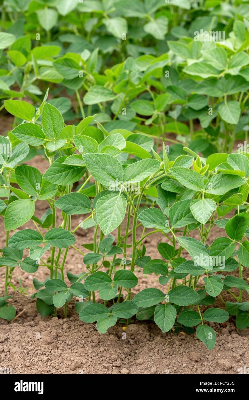 Soyplant hi-res stock photography and images - Alamy
